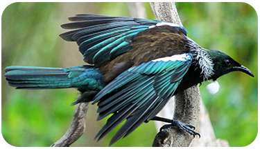 BIOL5018 Terrestrial Vertebrate Biology (Level 5) (15 credits) | Toi ...